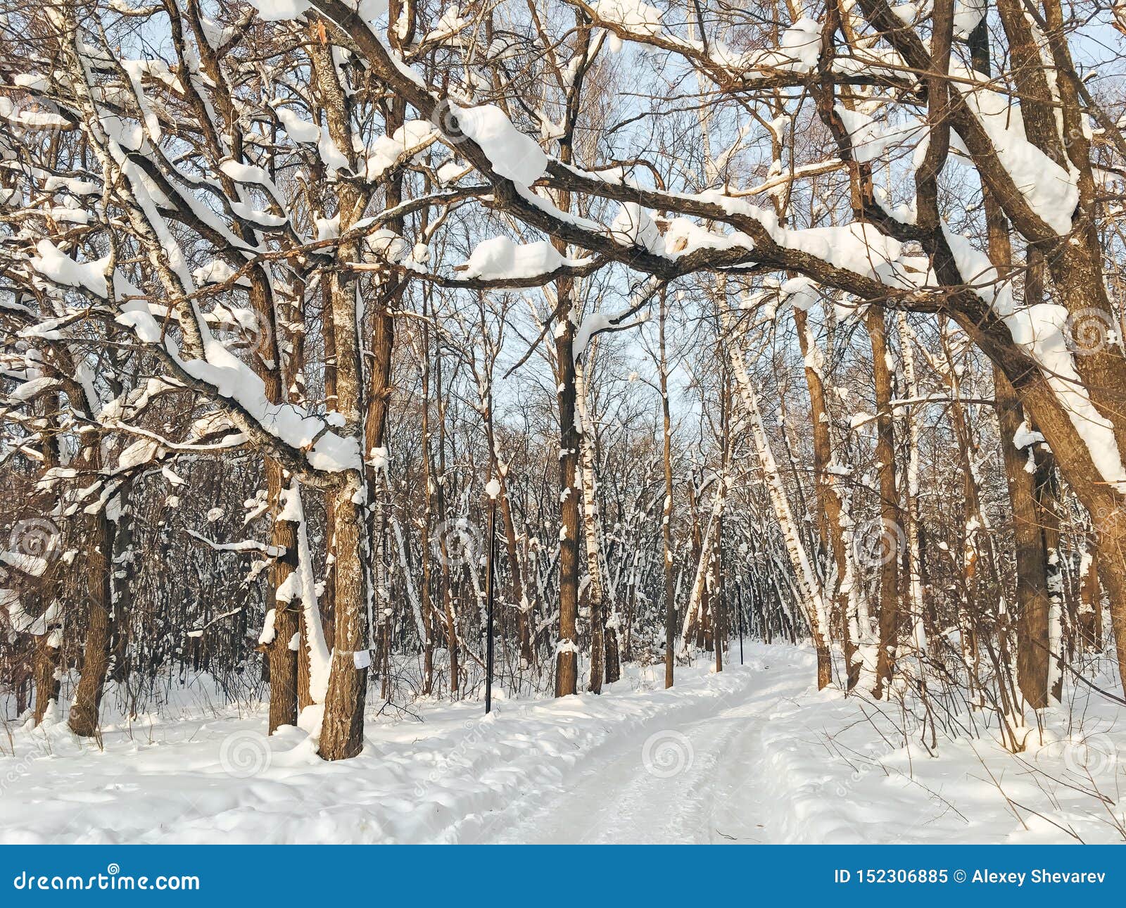 Landscape of Cold Beautiful Winter in the Forest Stock Image - Image of ...