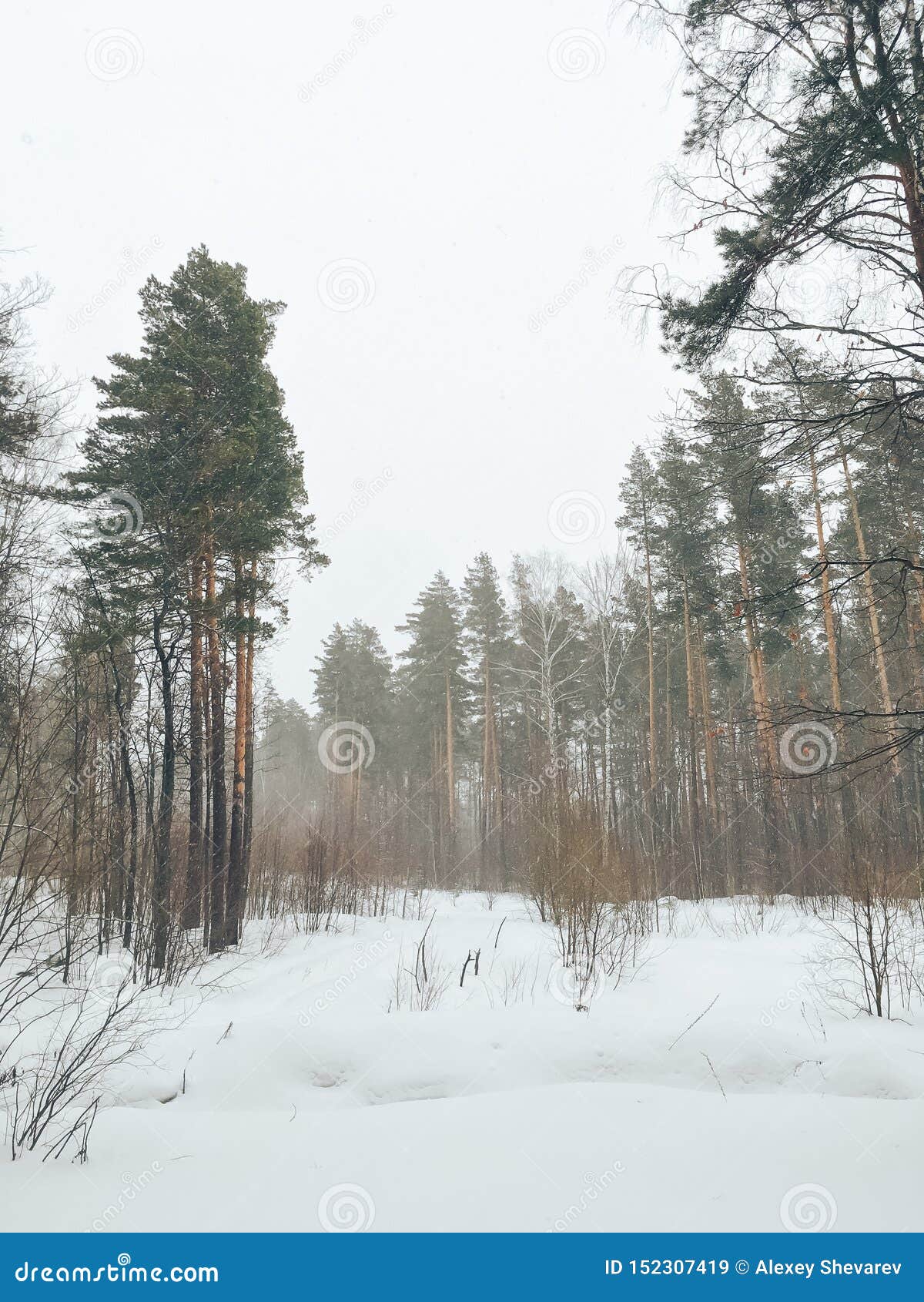 Landscape of Cold Beautiful Winter in the Forest Stock Image - Image of ...