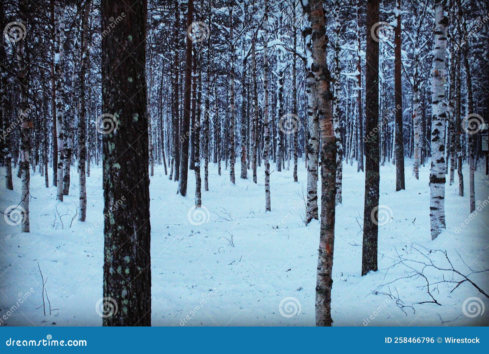 Landscape of a Cold Snowy Forest Stock Photo - Image of woods, scenic ...