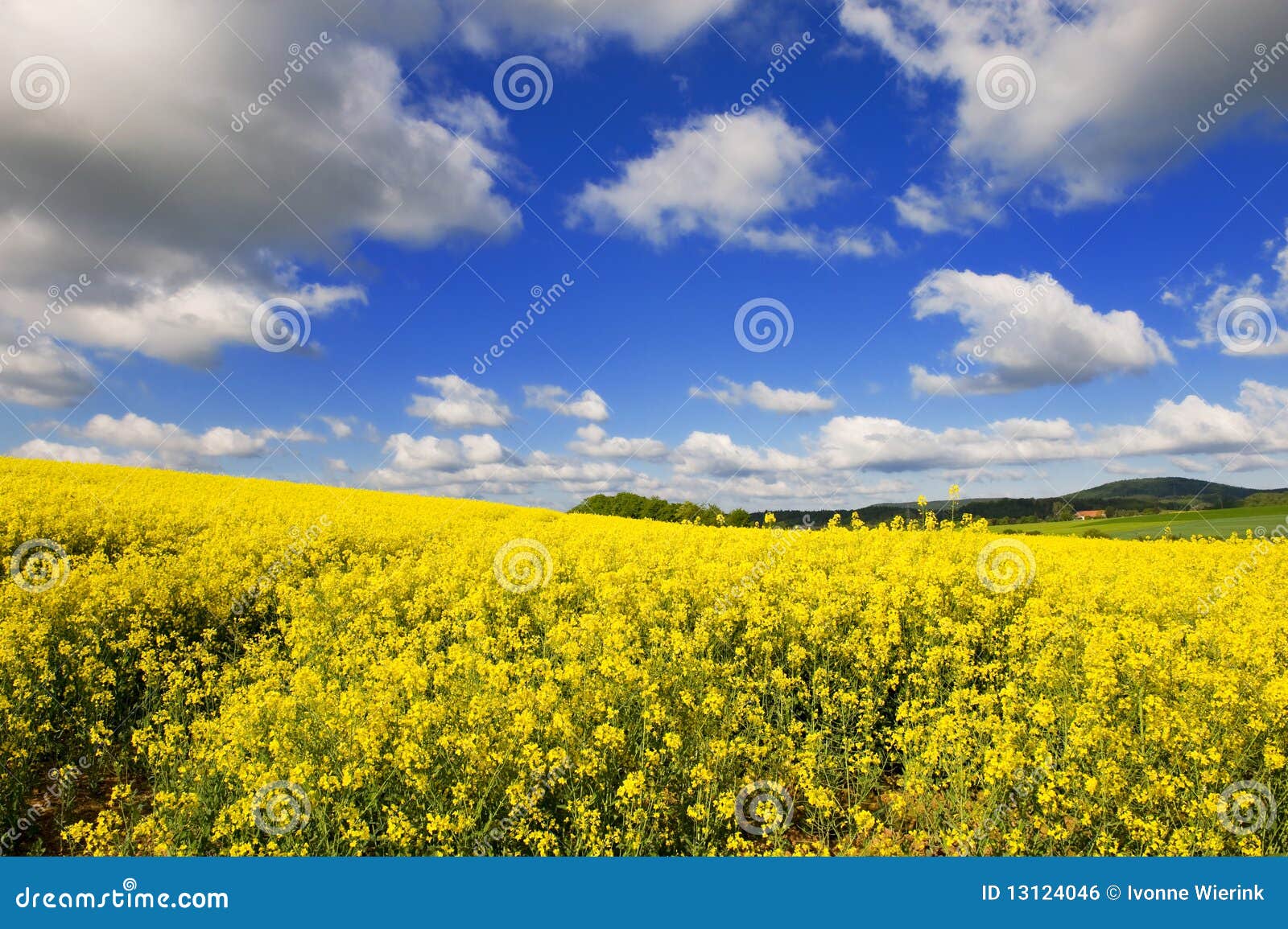 Landscape with cole seed stock photo. Image of blue, dark - 13124046