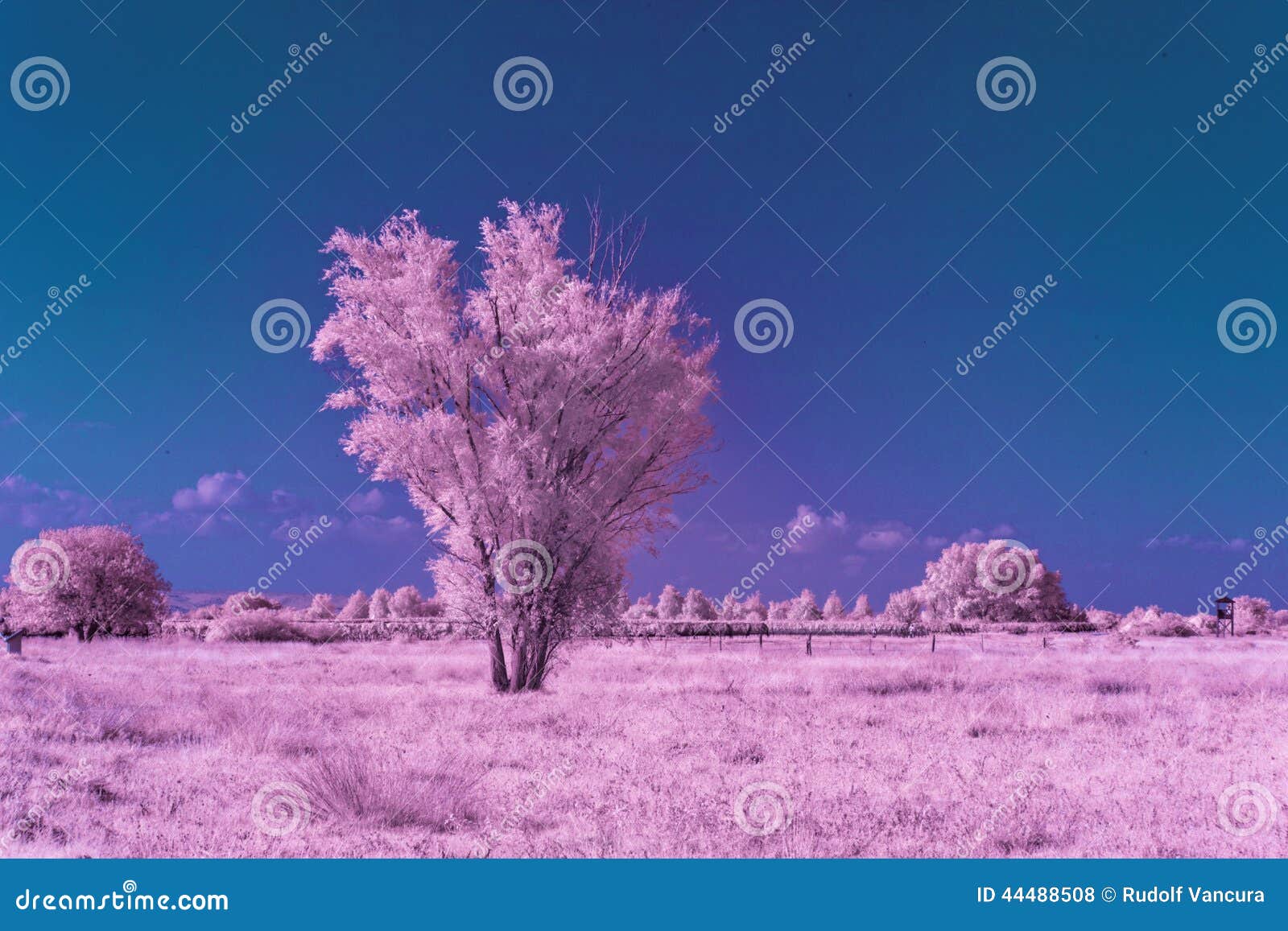 Landscape Colored Infrared Light Stock Photo - Image of light, tree ...