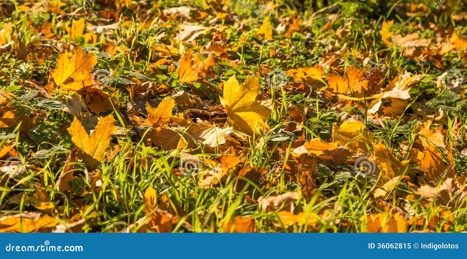 Landscape of Colorful Fall Leaves on Forest Floor Stock Image - Image ...
