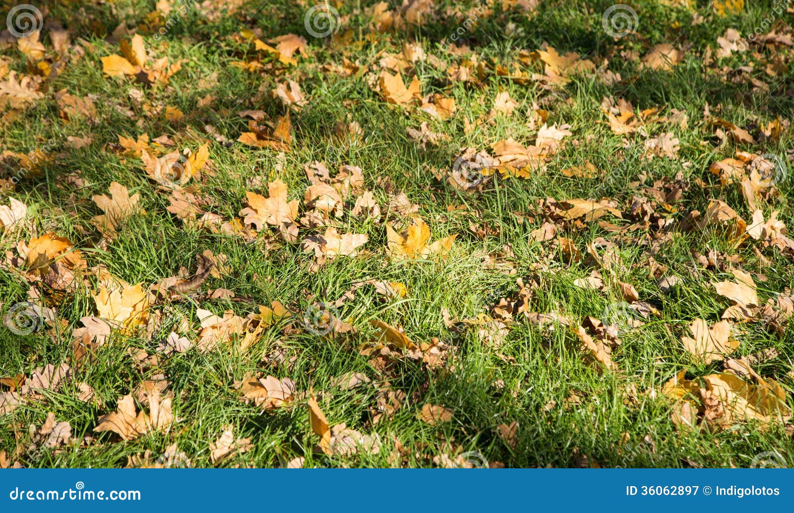 Landscape of Colorful Fall Leaves on Forest Floor Stock Image - Image ...