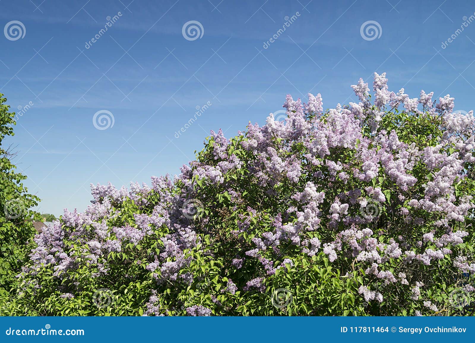 Landscape with Colour Lilac Stock Photo - Image of cloud, closeup ...