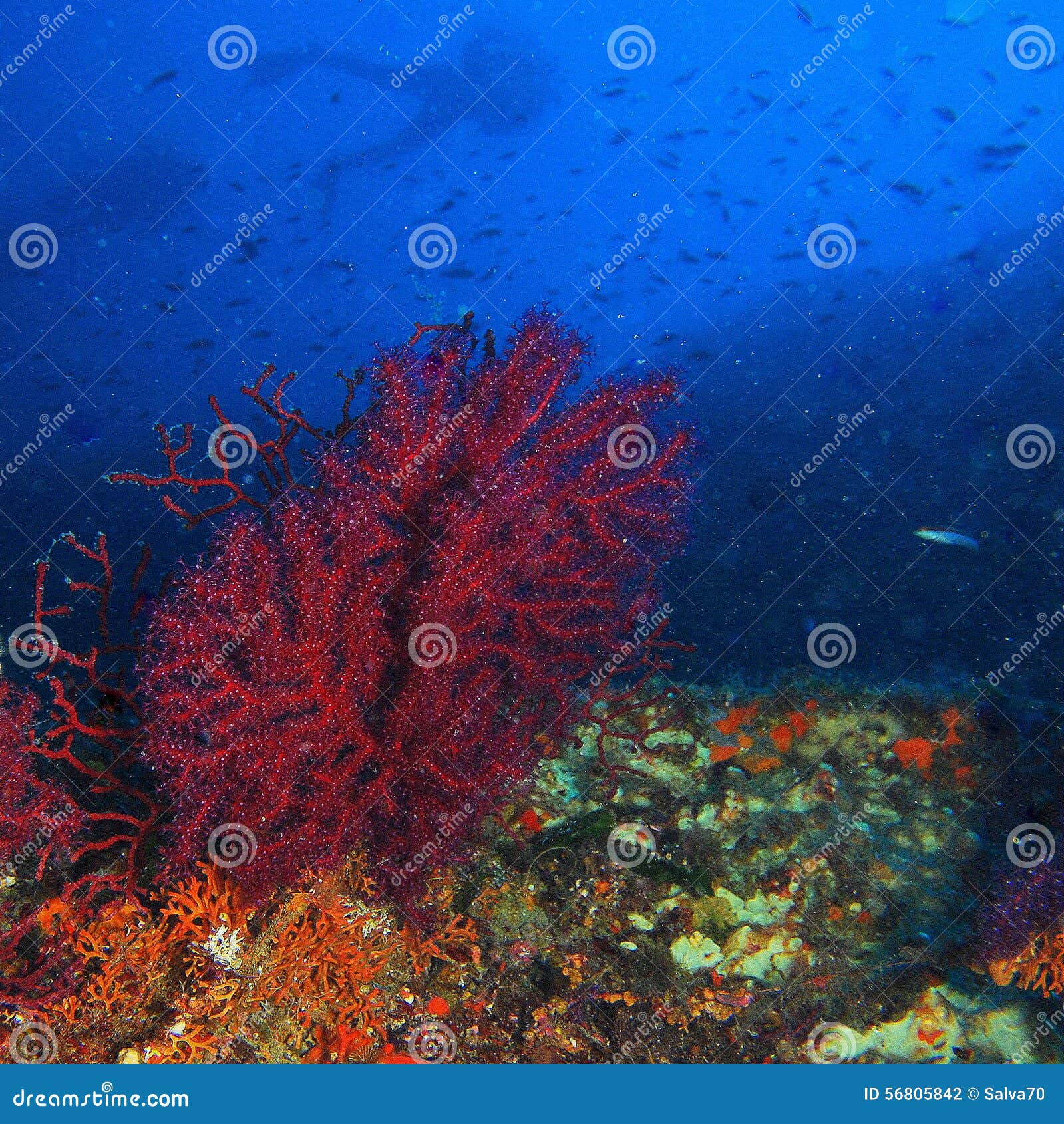 Deep Sea Coral Polyps, Marine Life On The Ocean Floor. Saltwater ...
