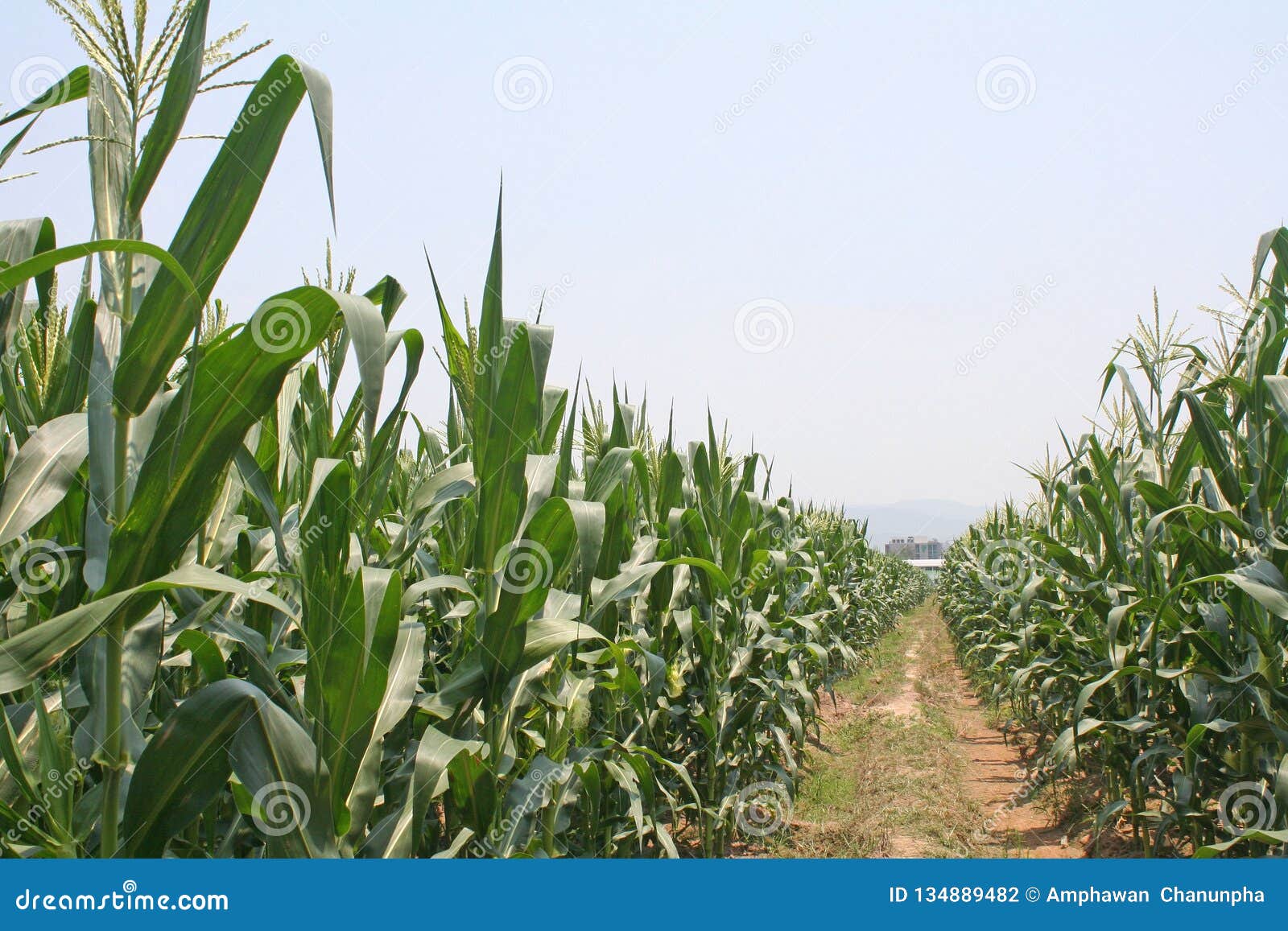 Landscape of Corn Farm and Blue Sky Stock Photo - Image of healthy ...