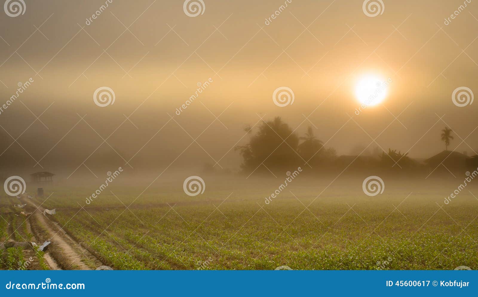 Landscape of Corn Farming Field and Sunrise in the Mist Stock Image ...