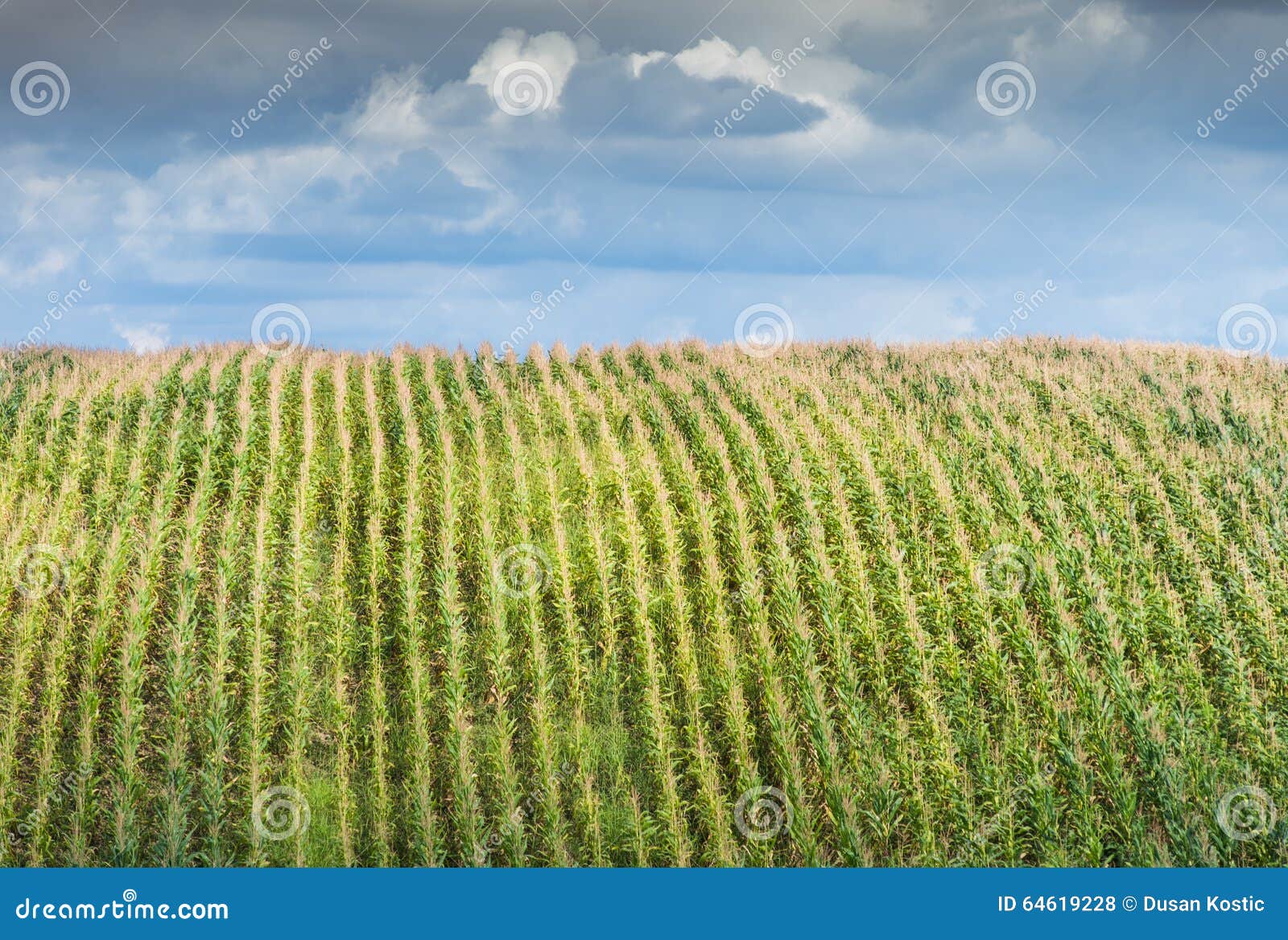 Landscape of corn field stock photo. Image of grow, cornfield - 64619228