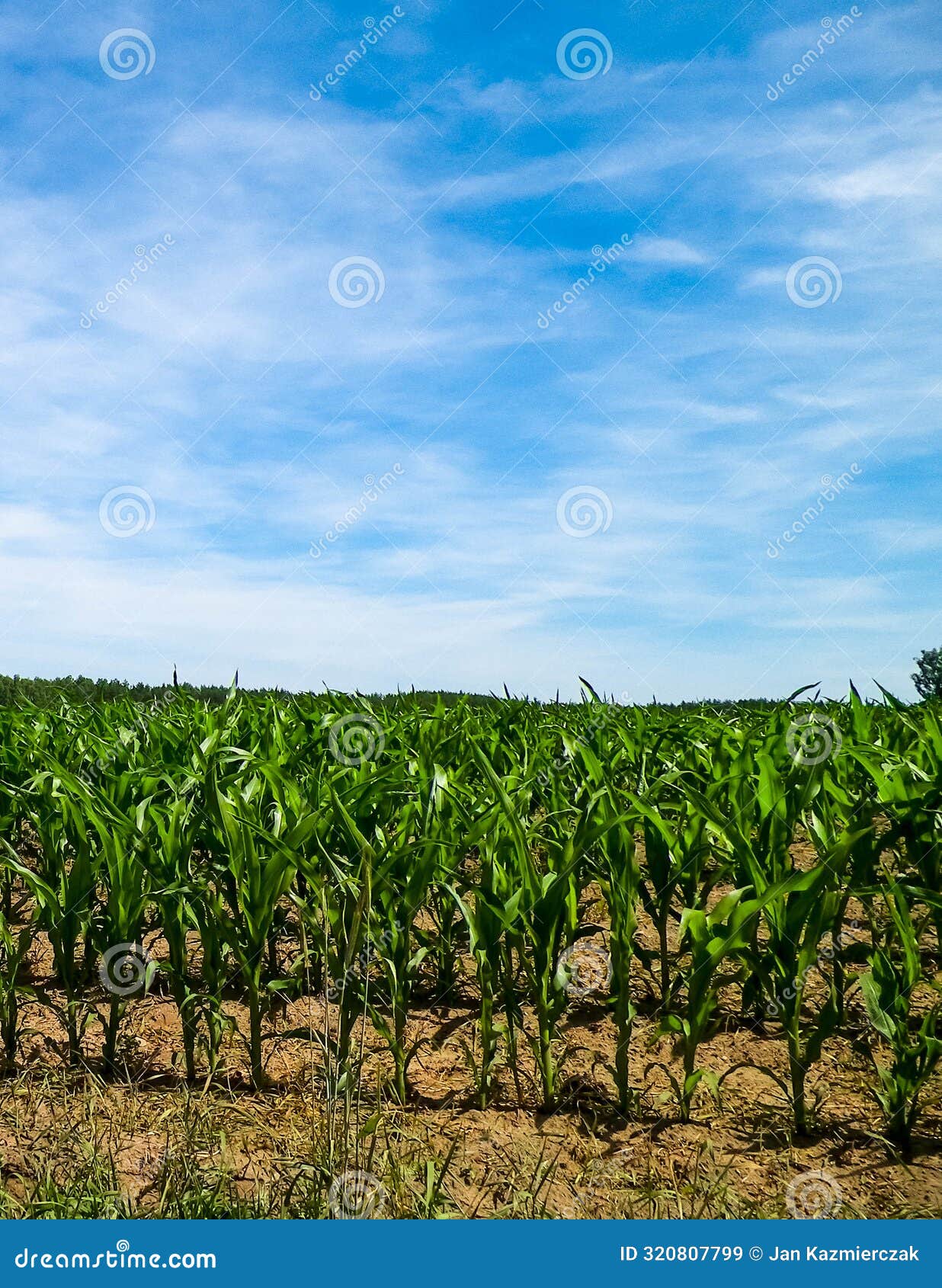 Landscape of Corn Field, Agriculture Stock Image - Image of growing ...