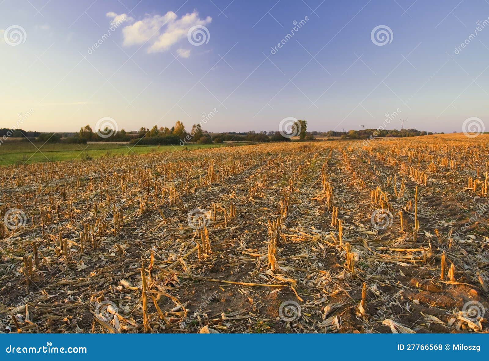 Landscape with Corn Field Stubble at Sunset Stock Photo - Image of clud ...