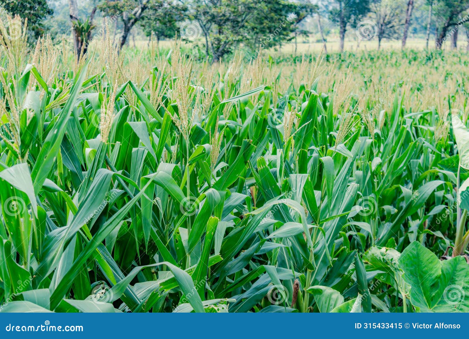 Landscape of a Corn Plantation Stock Image - Image of field, cereal ...