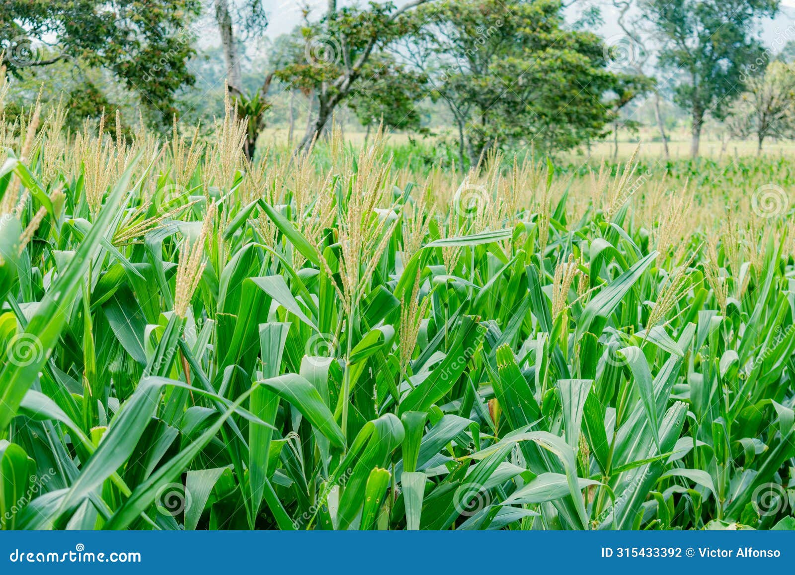 Corn Plantation Gleaning in the Foreground Stock Photo - Image of hill ...