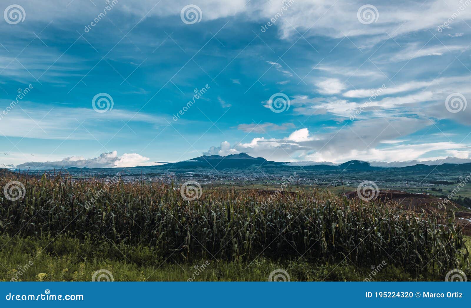 Landscape of Cornfield at Sunset Ready for the Corn Harvest, in the ...