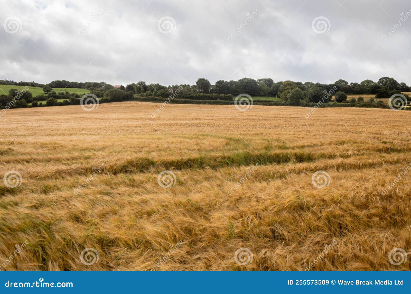 Landscape of countryside stock image. Image of green - 255573509