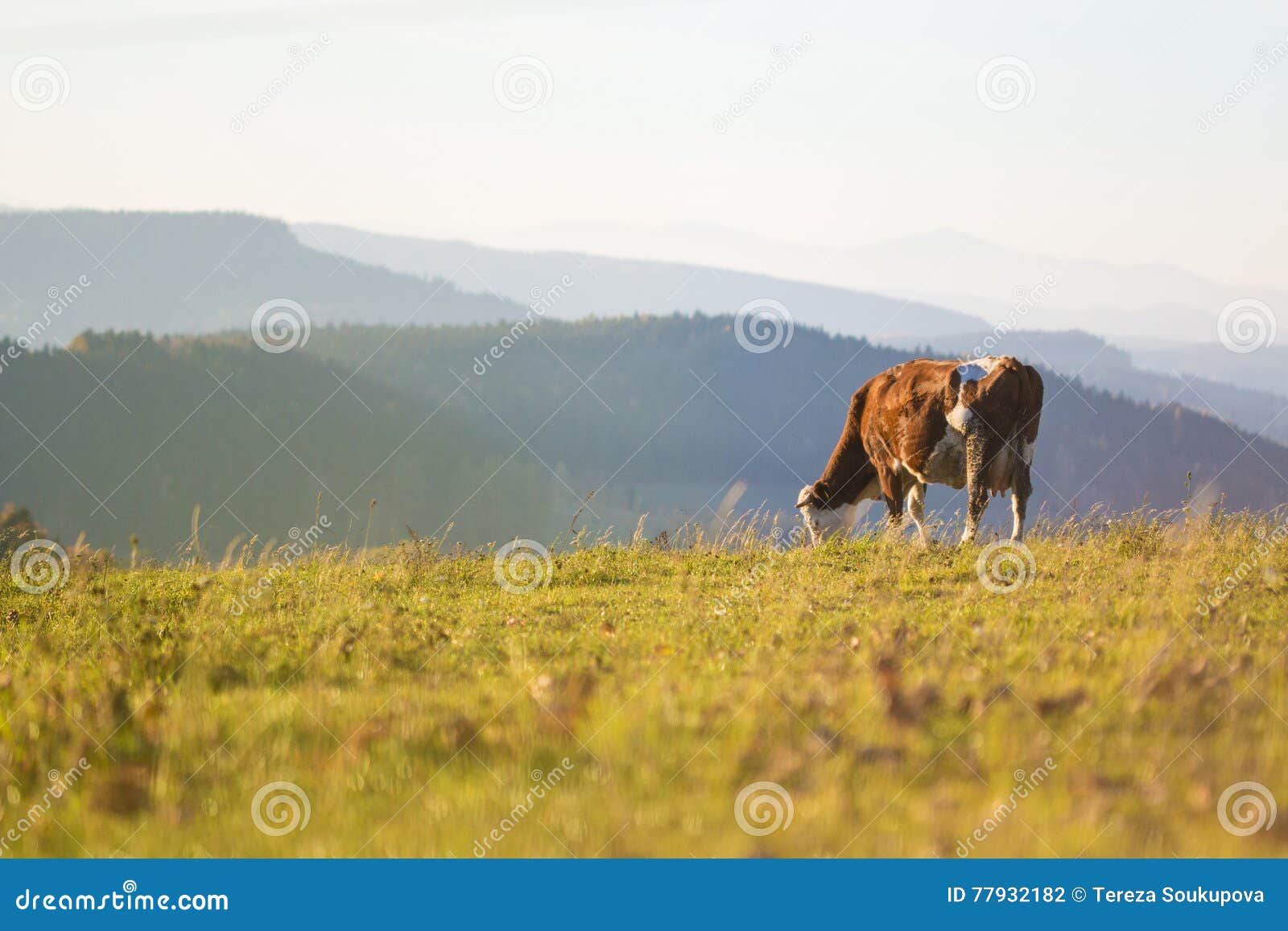 A landscape with a cow stock photo. Image of animal, foreground - 77932182