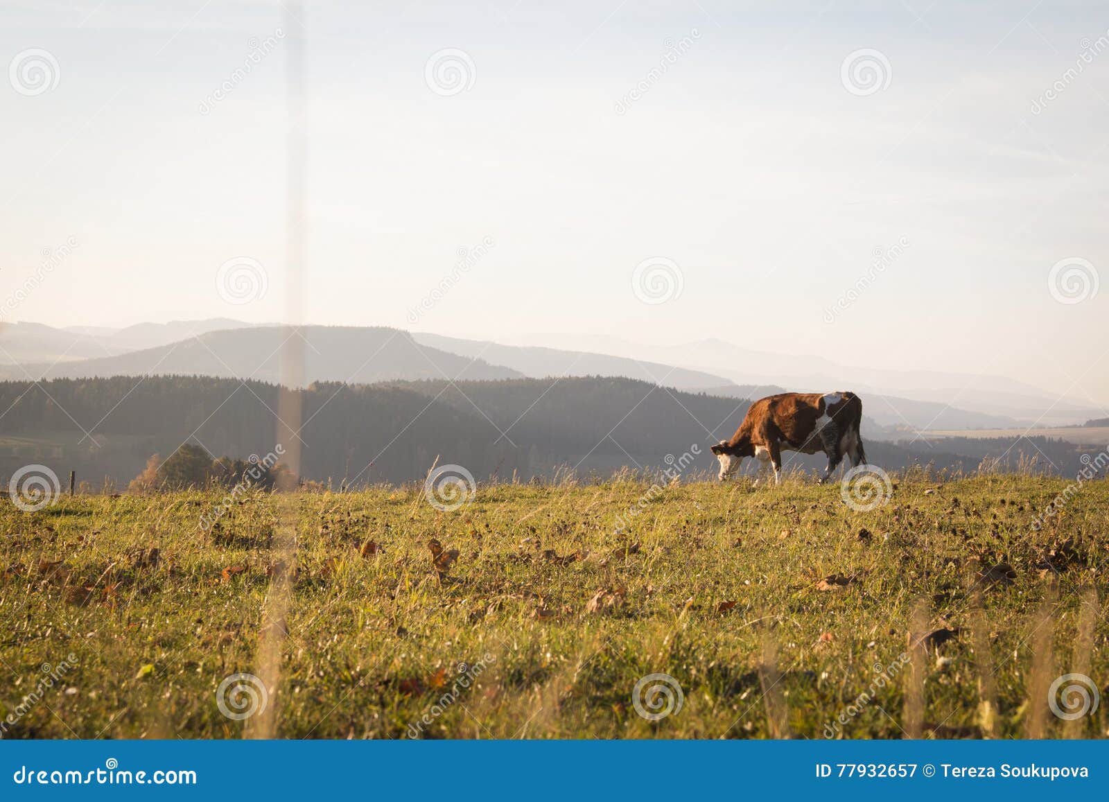 A landscape with a cow stock image. Image of fields, view - 77932657