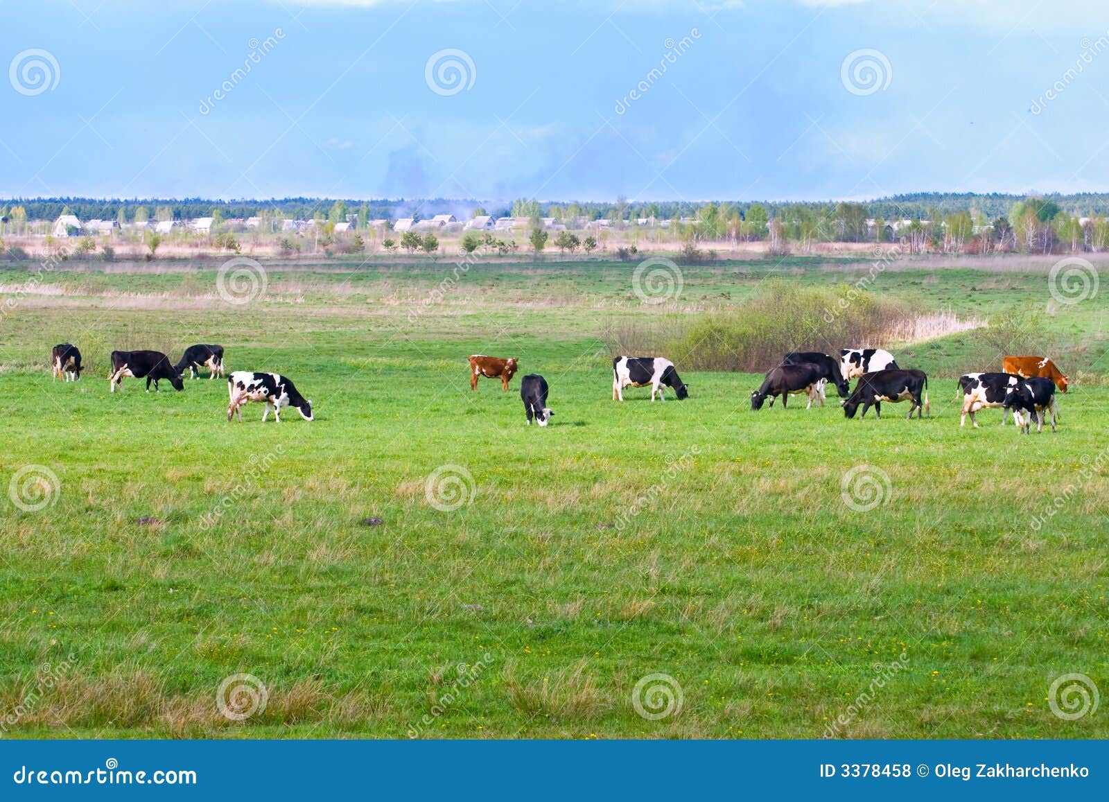 Landscape With Cows Picture. Image: 3378458