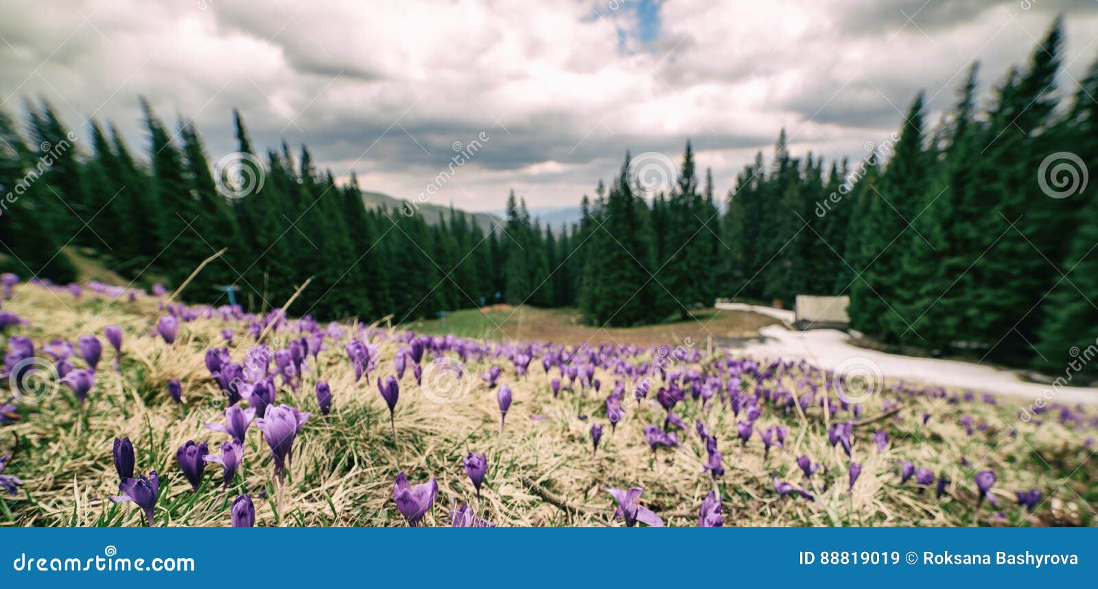 Landscape with crocuses stock image. Image of april, hill - 88819019
