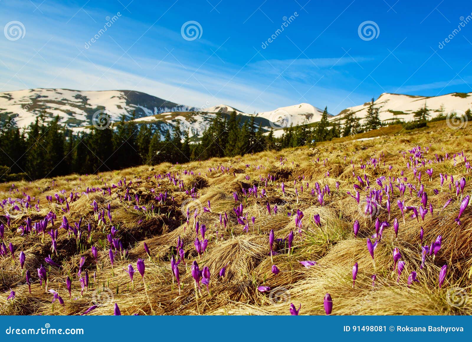 Landscape with crocuses stock image. Image of crocus - 91498081