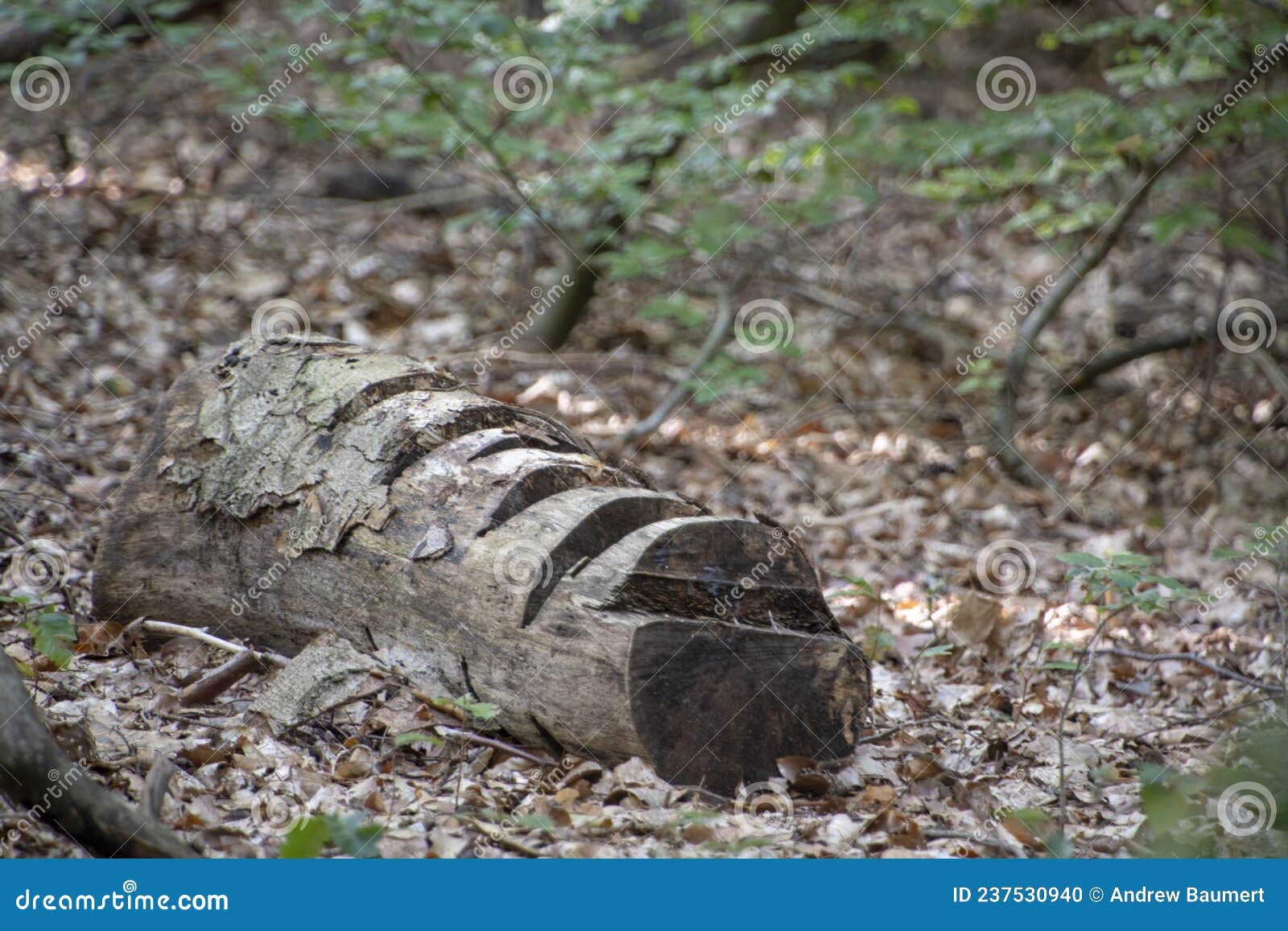 Landscape of Cut Fallen Log in the Forest in Kaiserslautern Germany ...