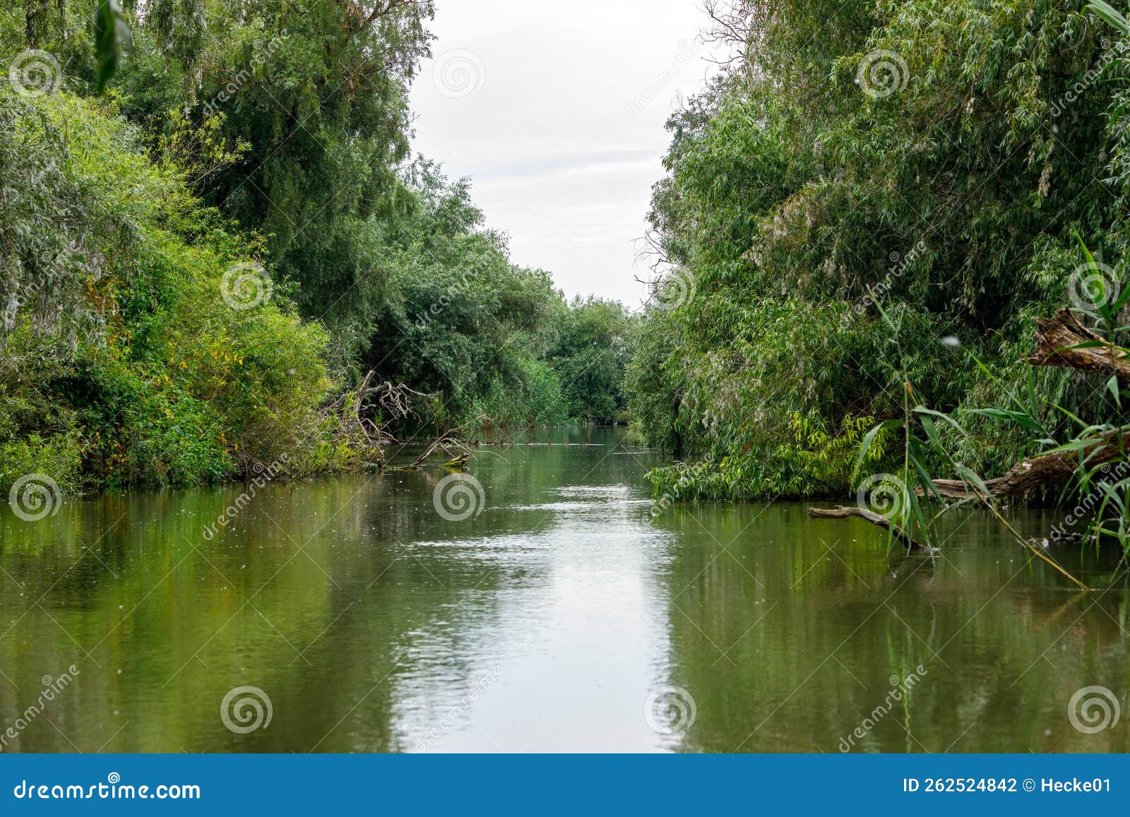 Landscape of the Danube Delta in Romania Stock Photo - Image of forest ...