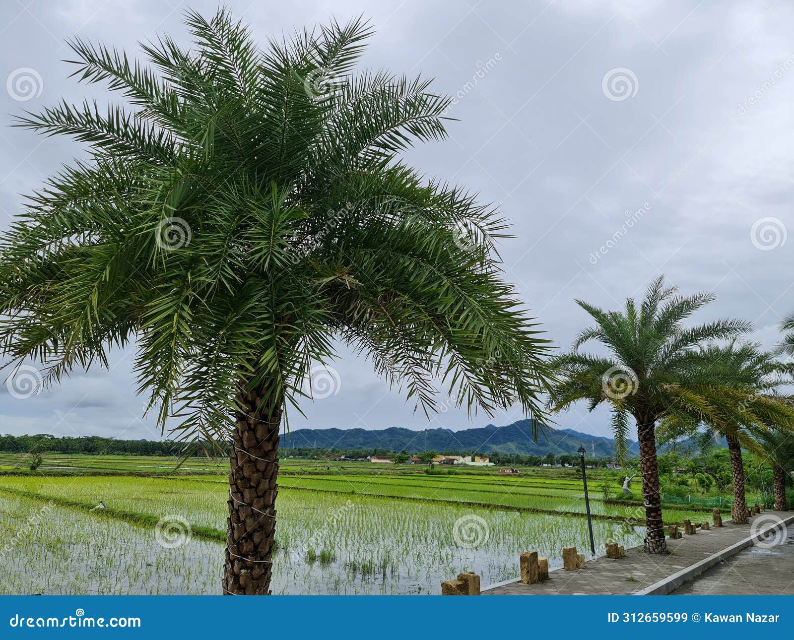 Landscape: Date Palm Trees on the Edge of Rice Fields?? Stock Image ...