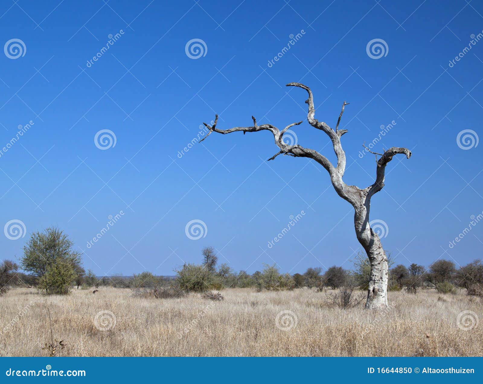 Landscape With Dead Tree Stock Photo - Image: 16644850