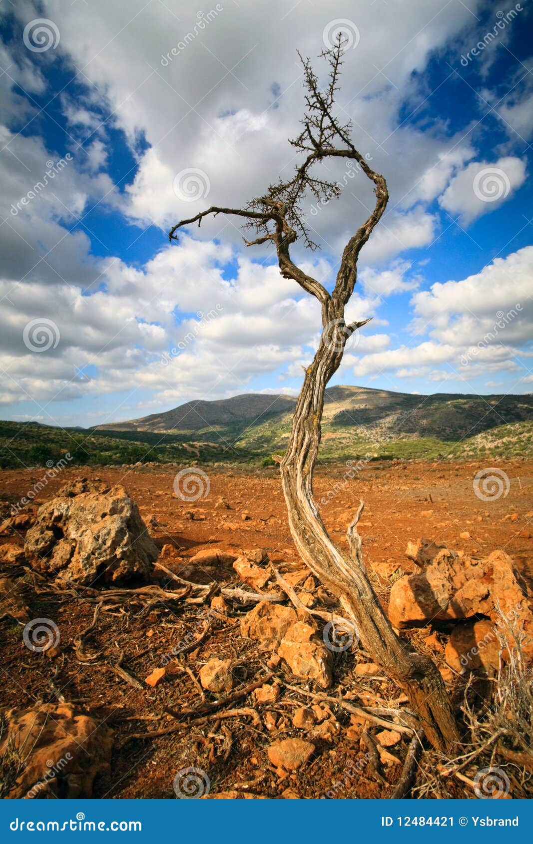 Landscape with Dead Tree on the Island Crete Stock Image - Image of ...