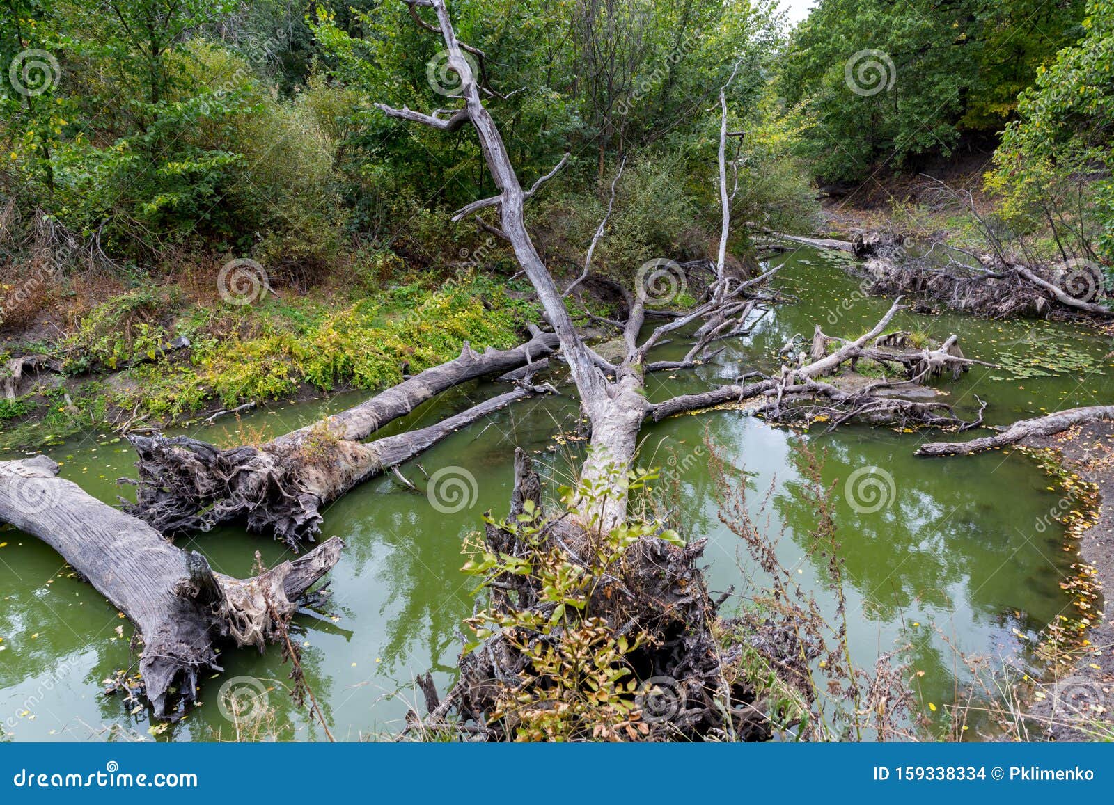 Dead trees in bog stock photo. Image of environment - 159338334