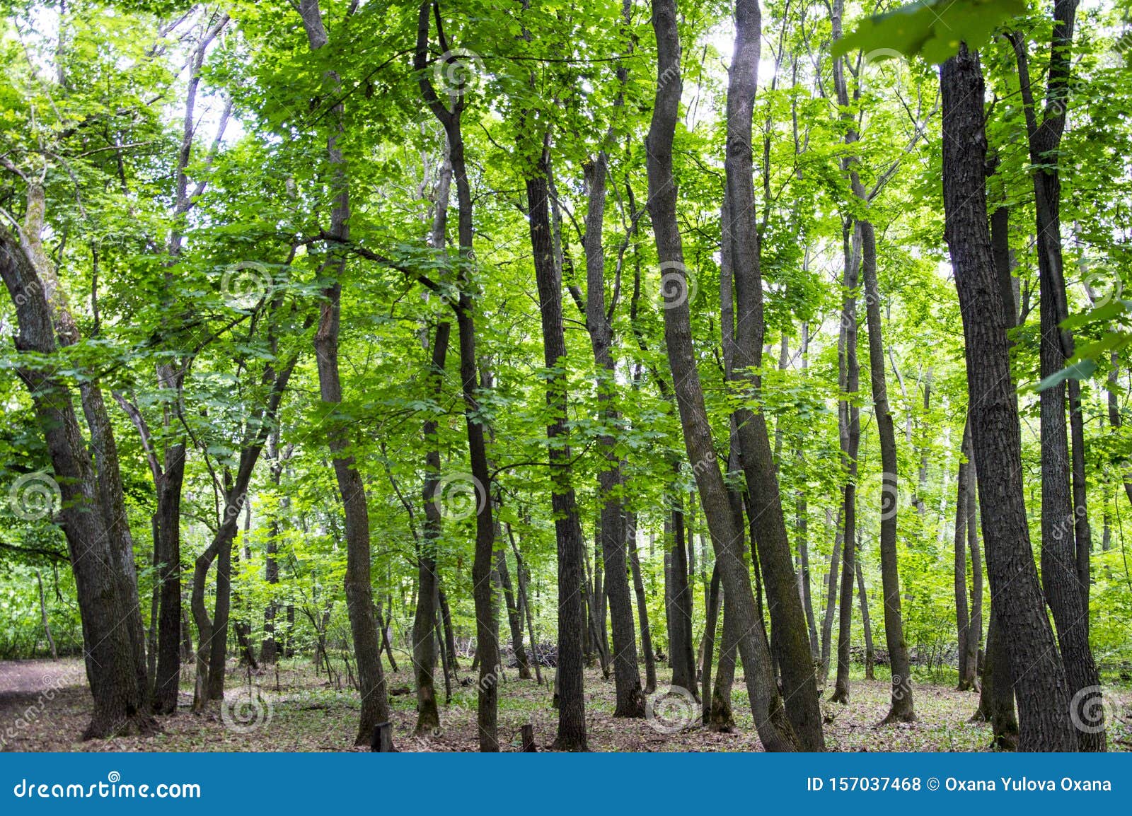 Deciduous Forest Summer Stock Photos - Download 35,903 Royalty Free Photos