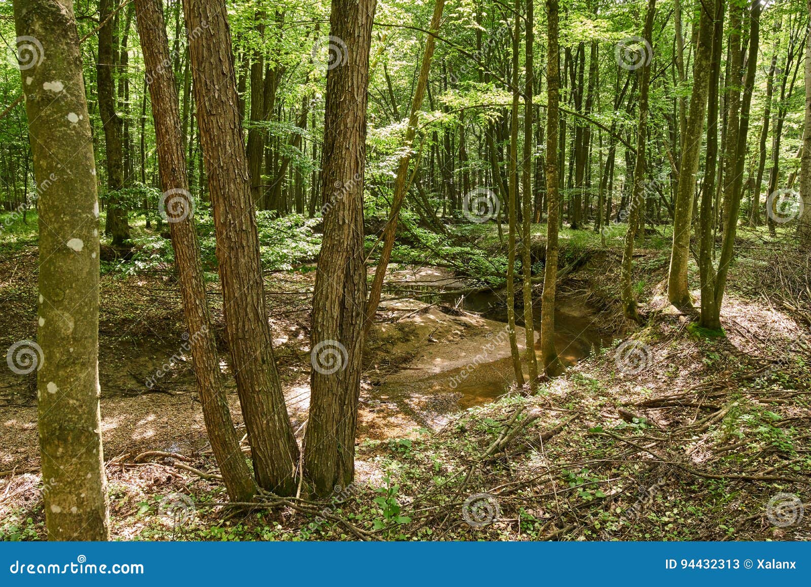 Deciduous Forest in the Summer Stock Image - Image of water, landscape ...