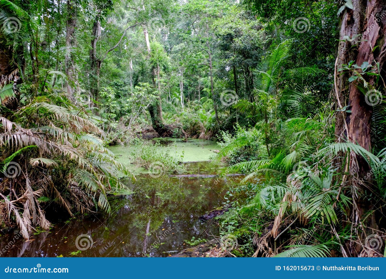 Landscape with Deep Forest River Stream Water Flow Stock Image - Image ...