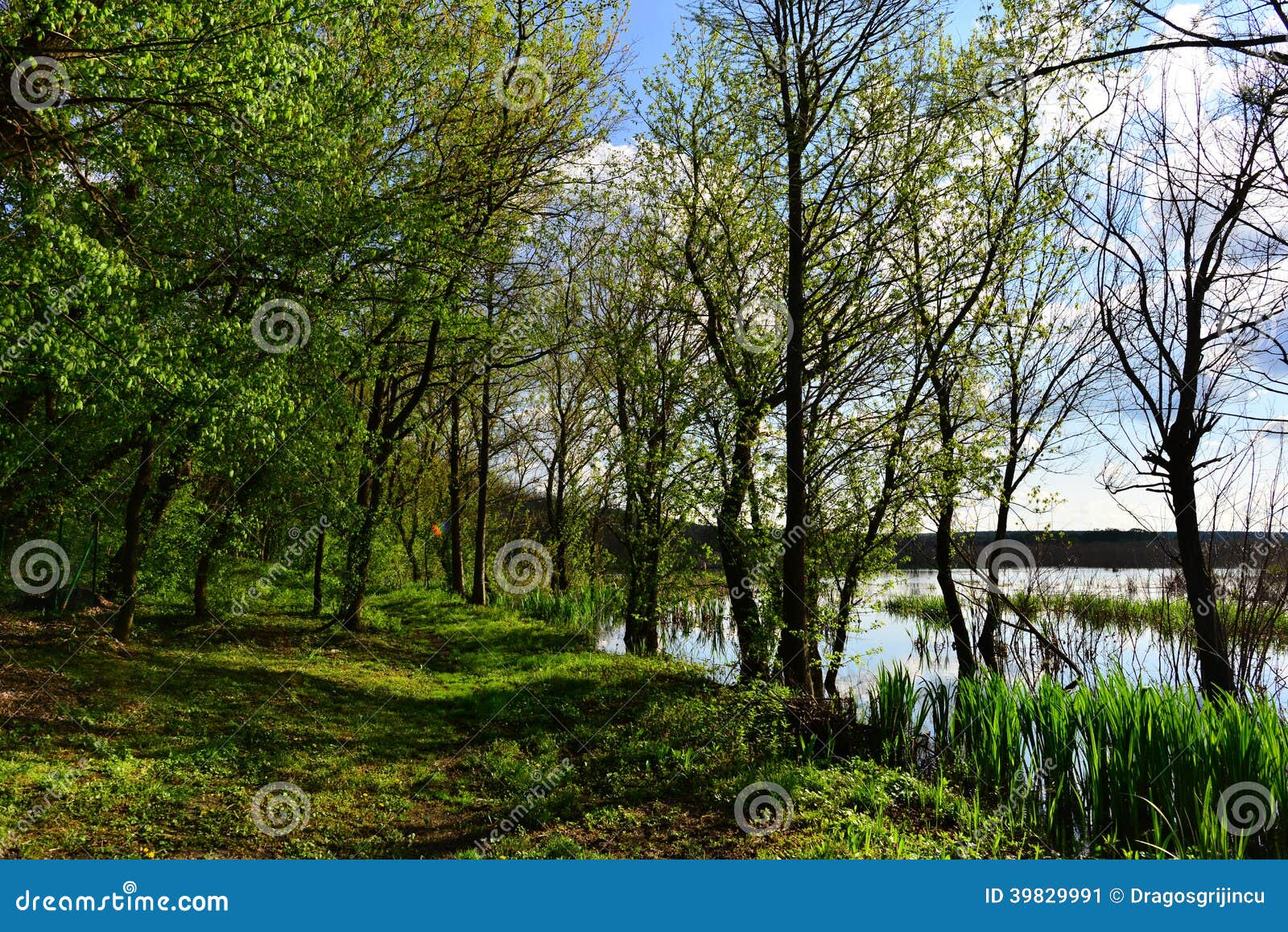 Landscape in the Delta Near the Forest Stock Image - Image of ...