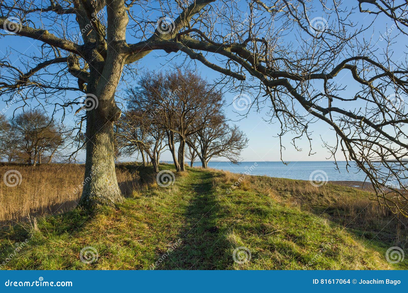 Landscape Denmark stock photo. Image of denmark, nature - 81617064