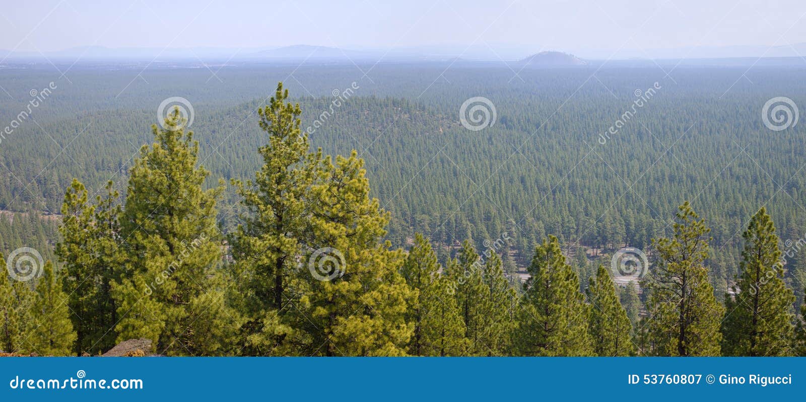 Landscape of a Dense Forest in Central Oregon Stock Image - Image of ...