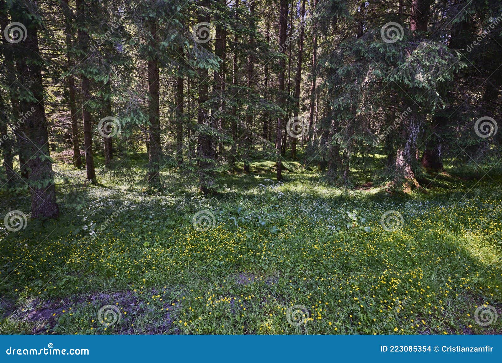 Landscape with a Dense Forest Stock Photo - Image of nature, fresh ...