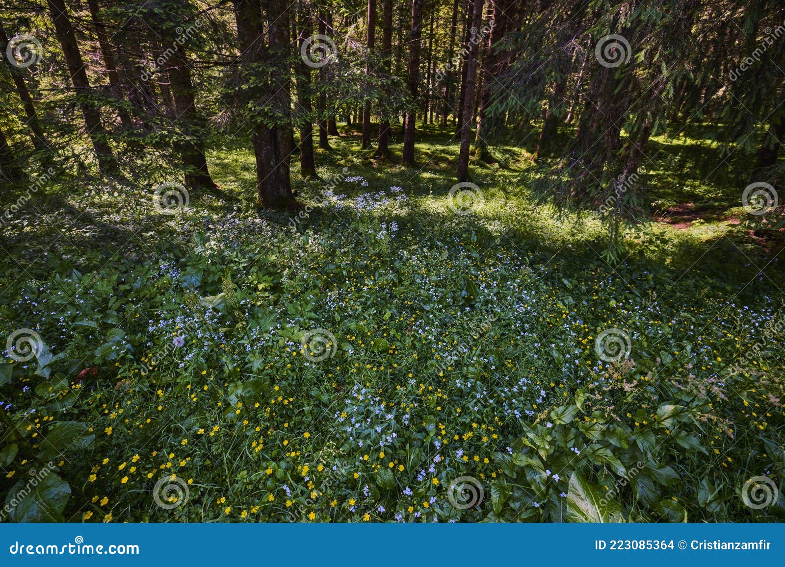 Landscape with a Dense Forest Stock Photo - Image of lots, natural ...