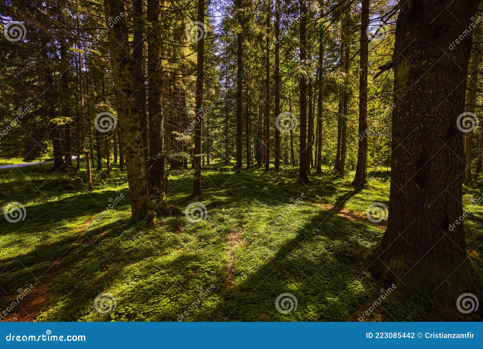Landscape with a Dense Forest Stock Photo - Image of leaf, park: 223085442