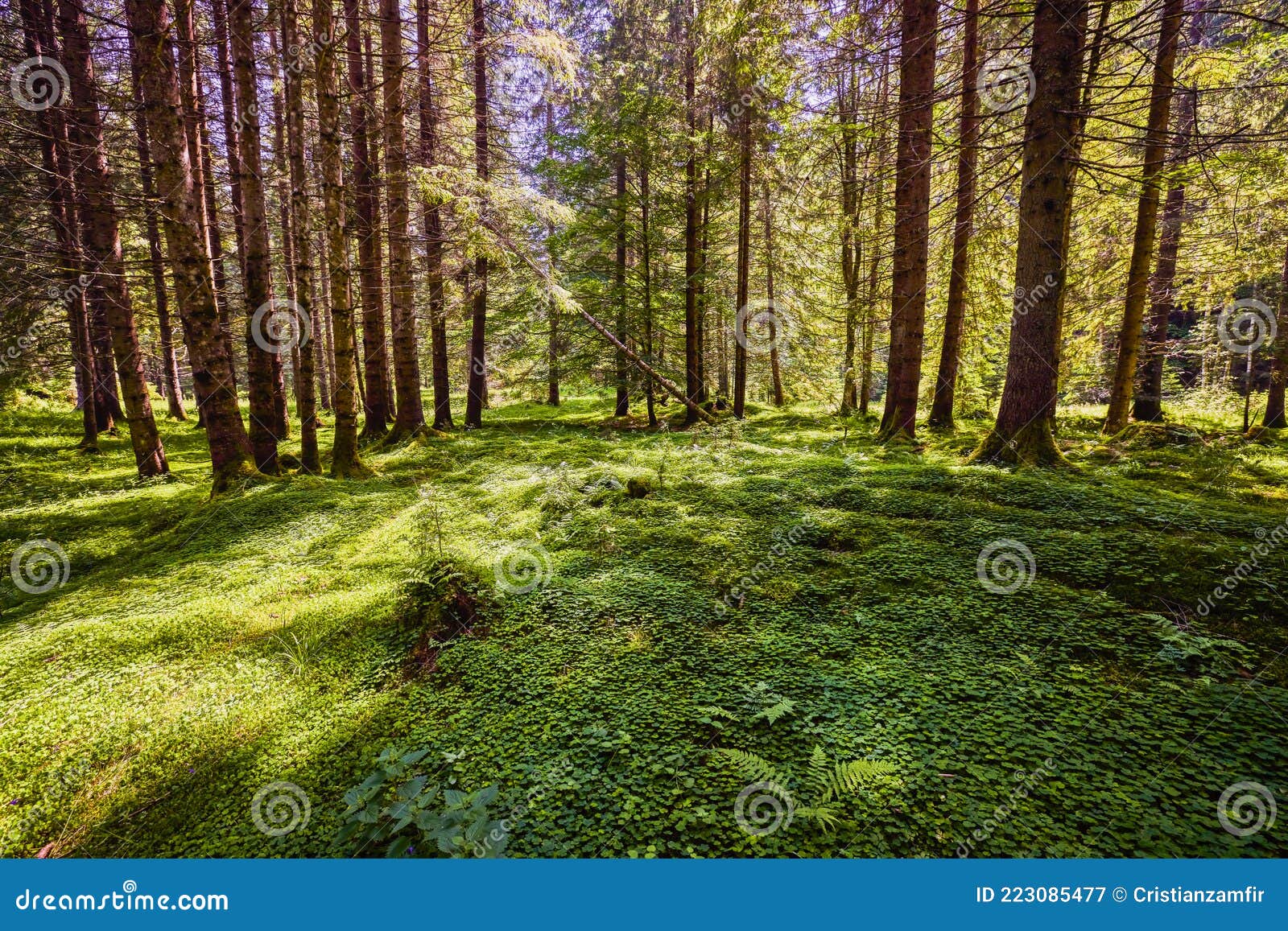 Landscape with a Dense Forest Stock Image - Image of forest, lots ...