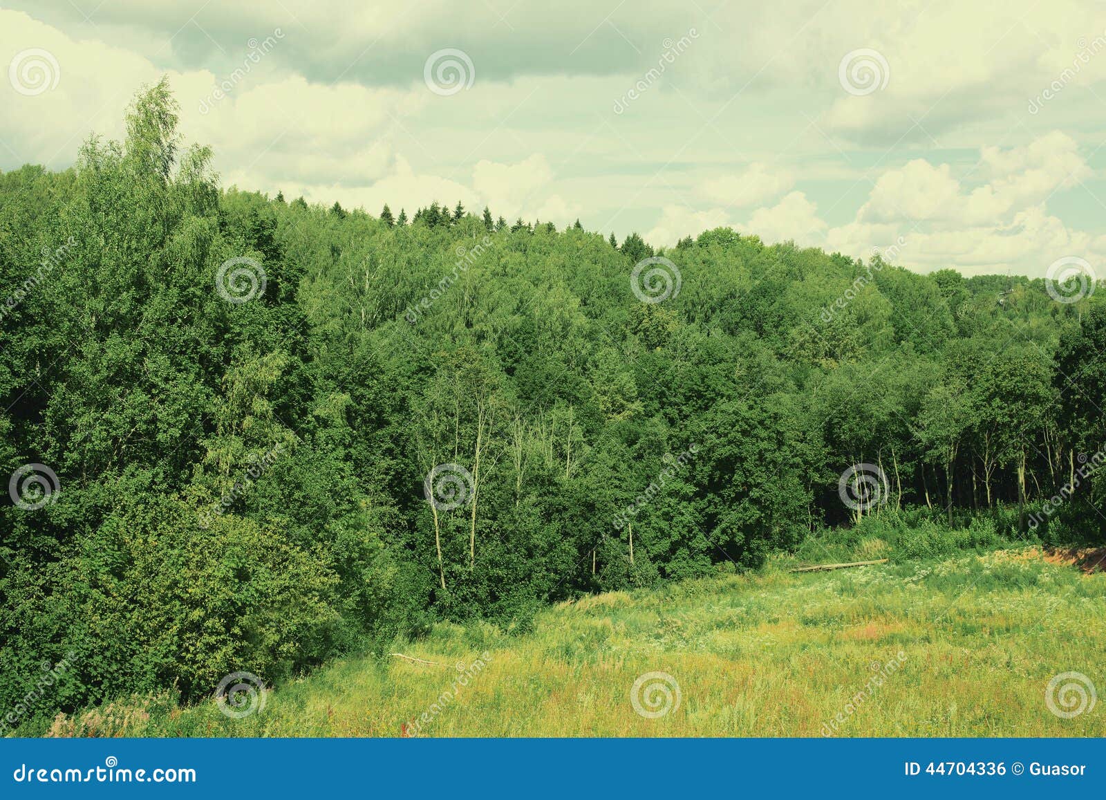 Landscape dense forest stock photo. Image of scenic, dense - 44704336