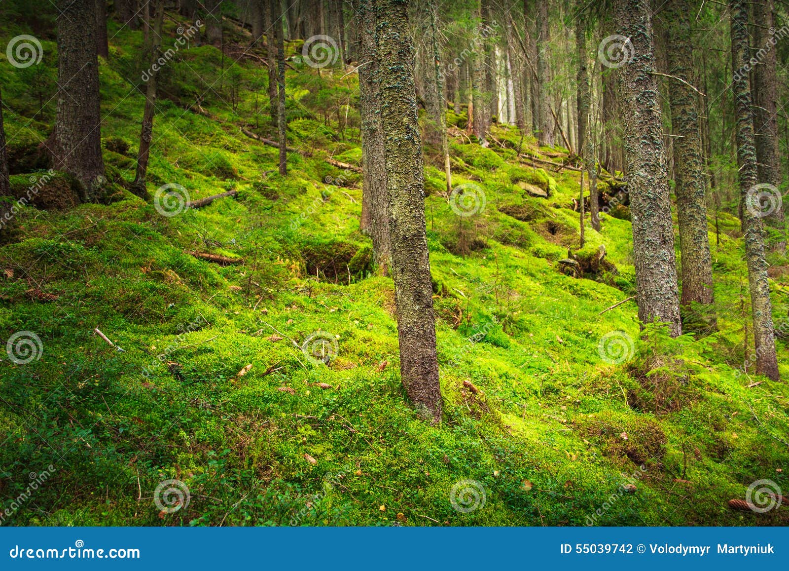 Landscape Dense Mountain Forest. Stock Photo - Image of fallen, light ...