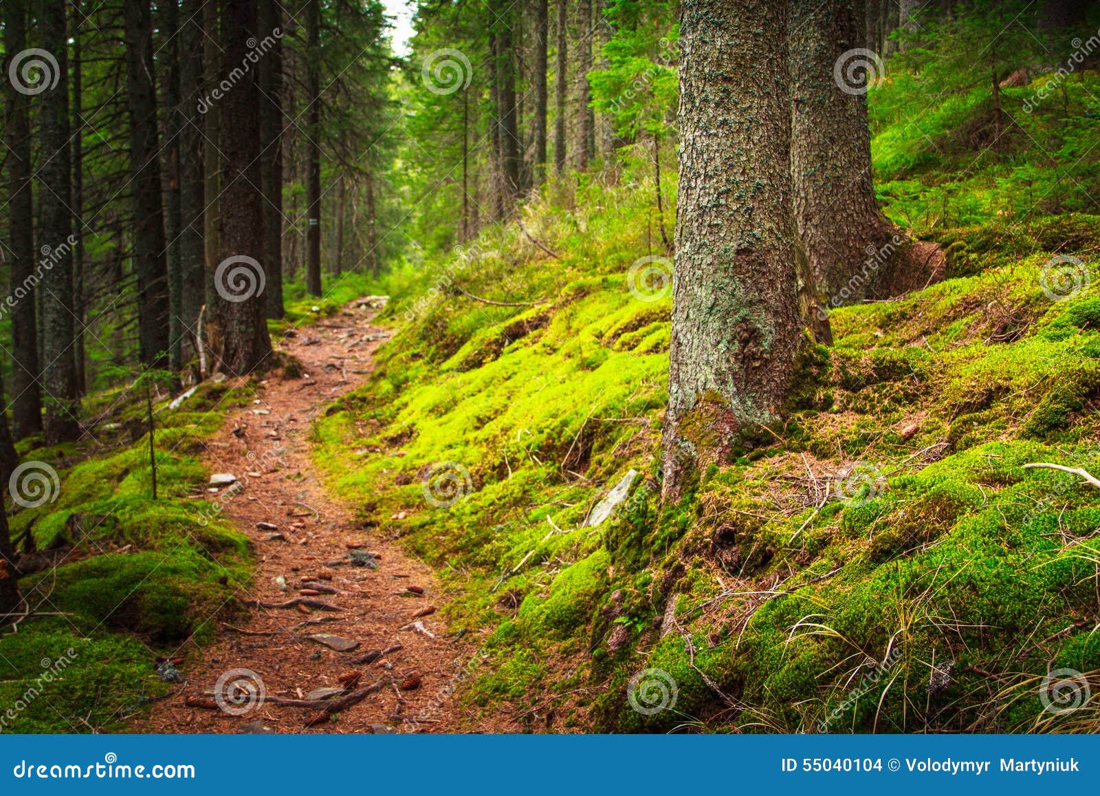 Landscape Of A Dense And Fertile Tropical Mangrove Forest Stock ...