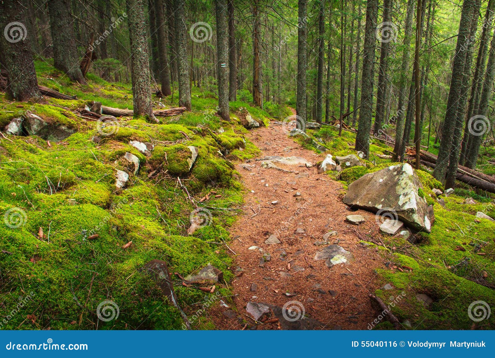 Landscape Dense Mountain Forest. Stock Photo - Image of deciduous ...