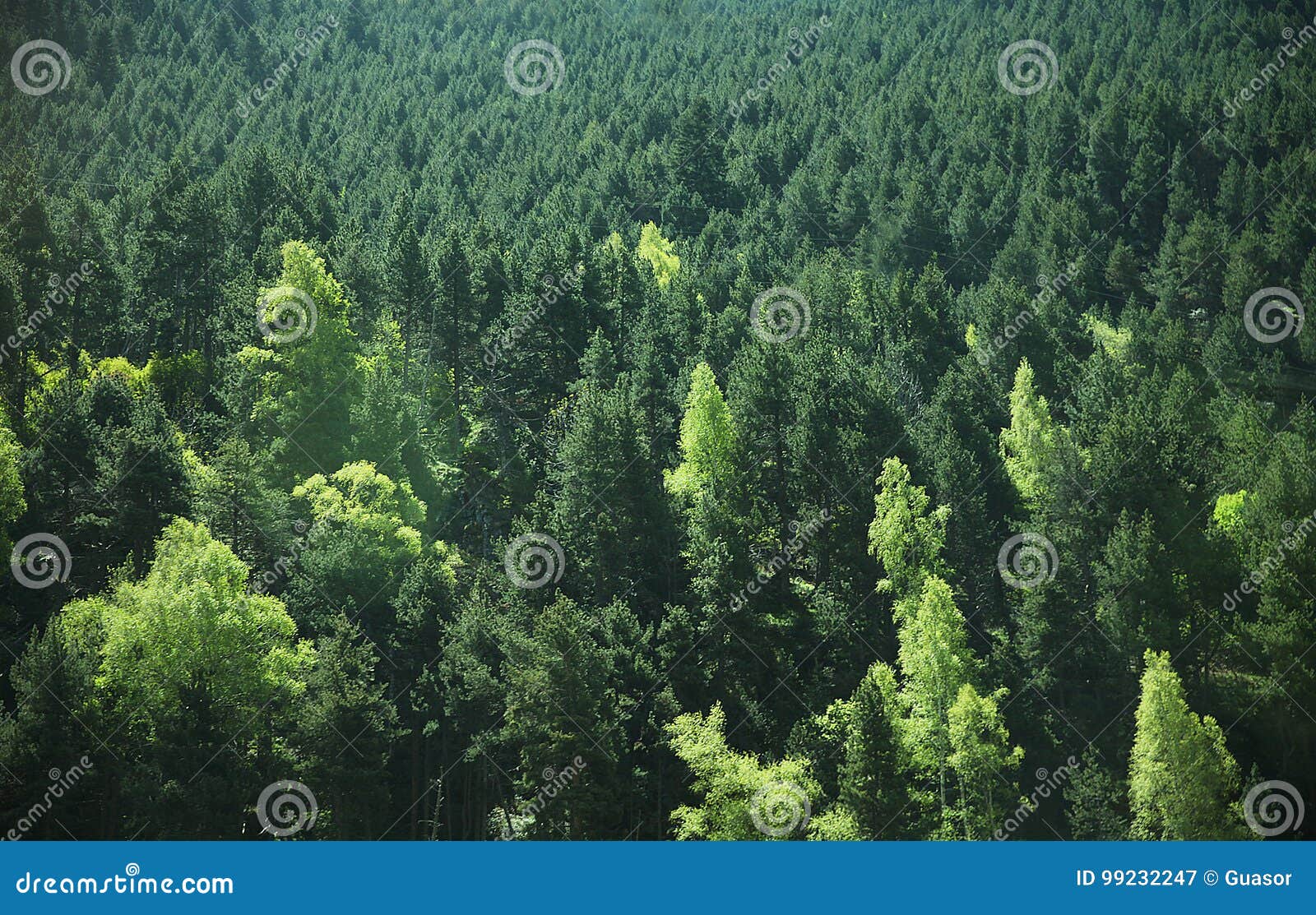 Landscape Dense Trees, Forest Background, Nature and Environment Stock ...