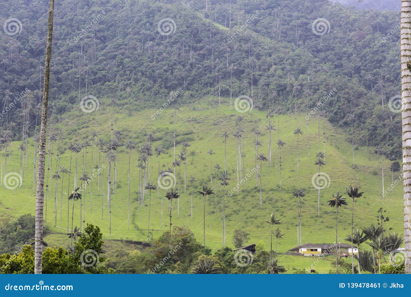 Landscape of Dense Tropical Rainforest Stock Image - Image of exotic ...