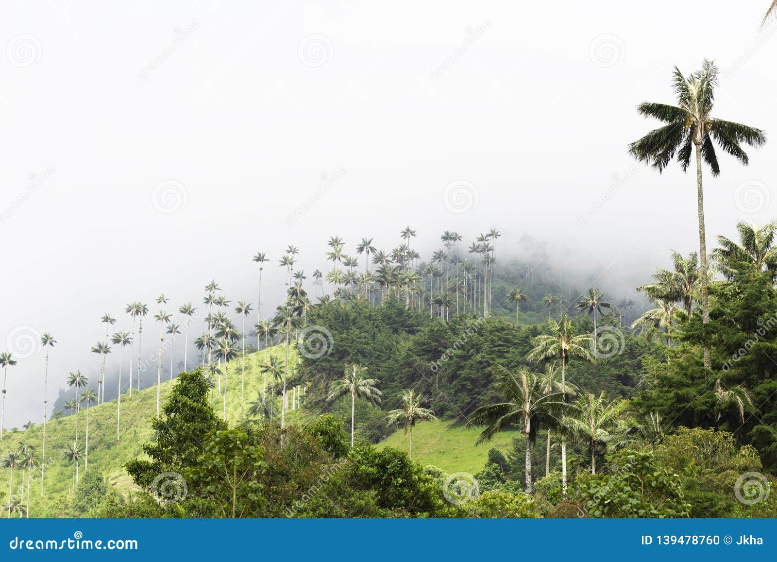 Landscape of Dense Tropical Rainforest Stock Photo - Image of journey ...