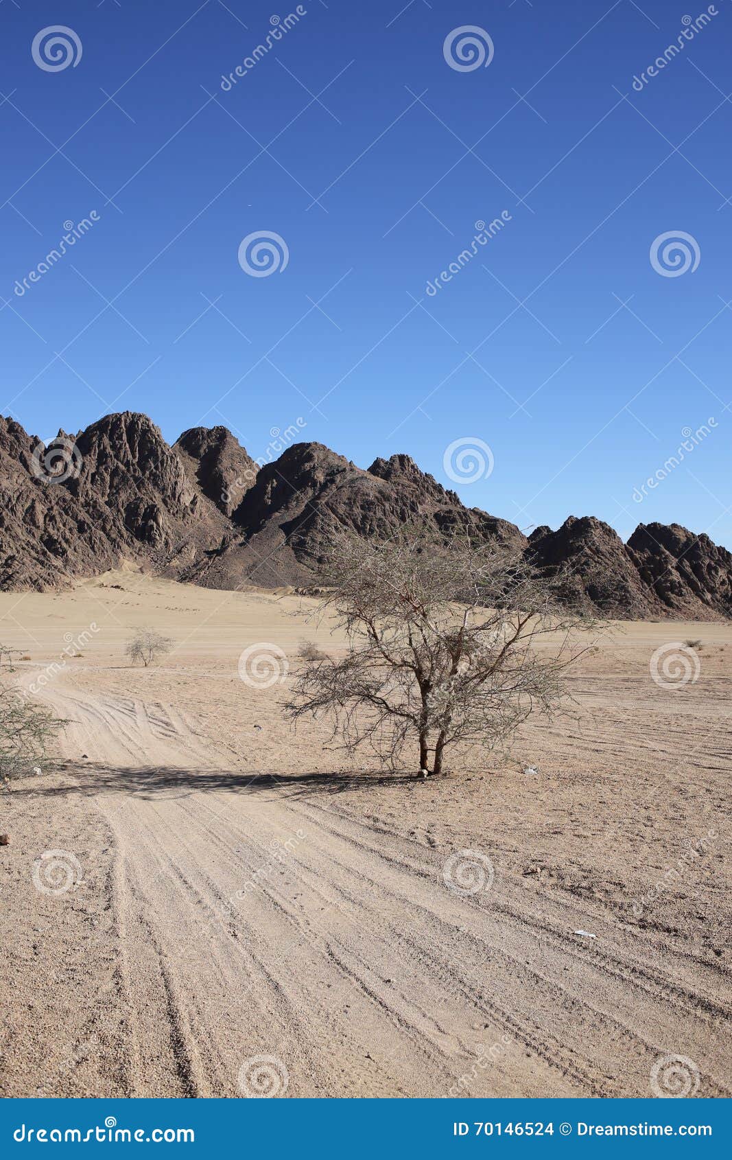 Landscape in the Desert with Single Tree, Egypt. Stock Photo - Image of ...