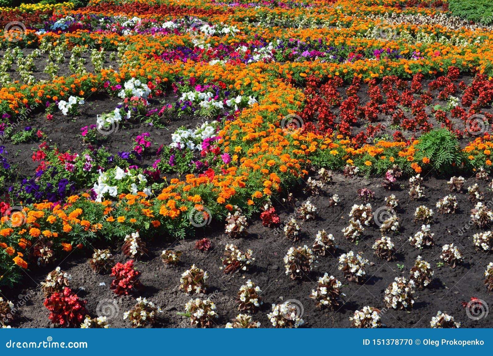 Landscape Design of Flower Arrangements Stock Photo - Image of flowers ...