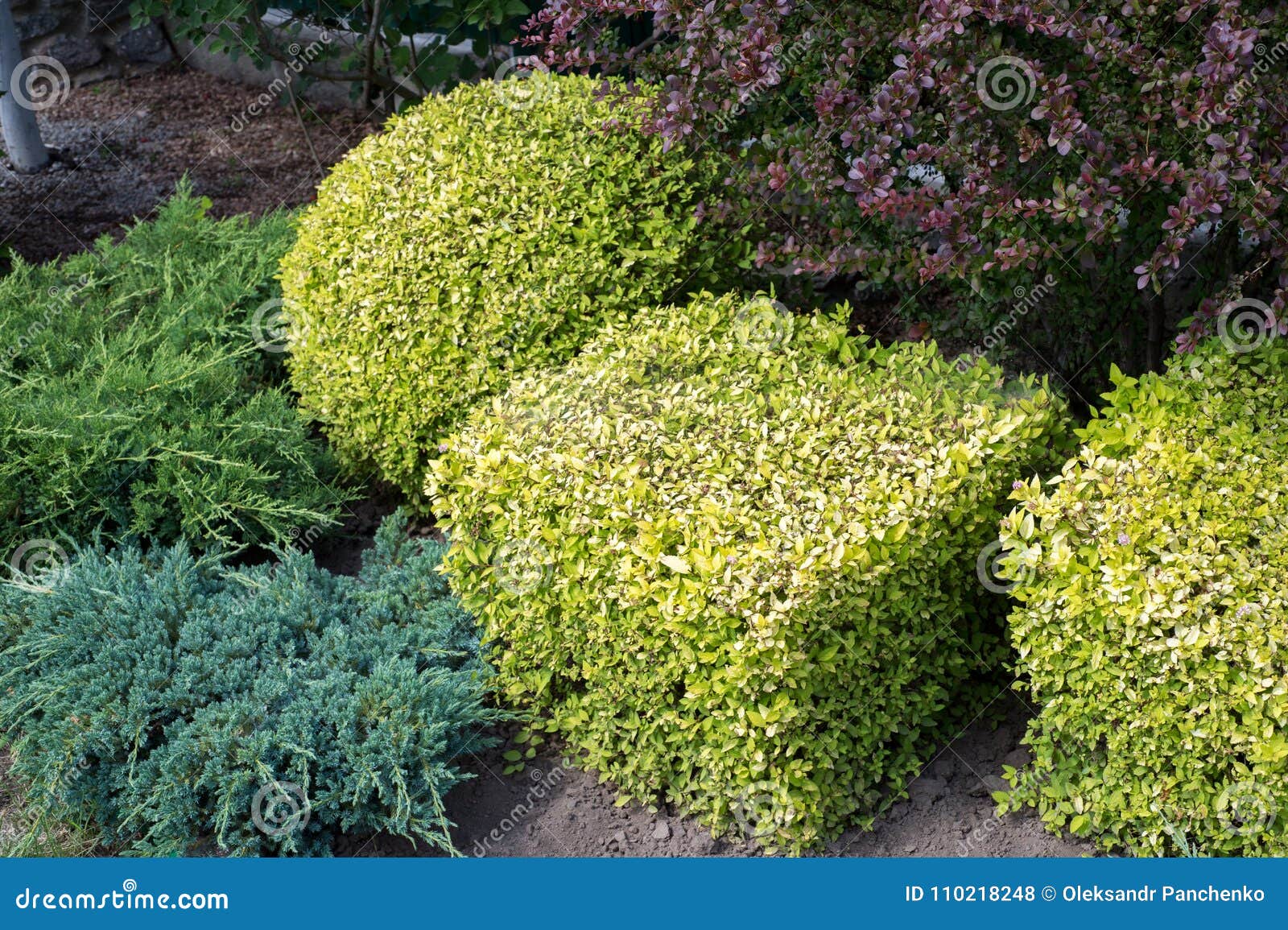 Landscape Design. Nicely Trimmed Bushes in the Garden Stock Photo ...