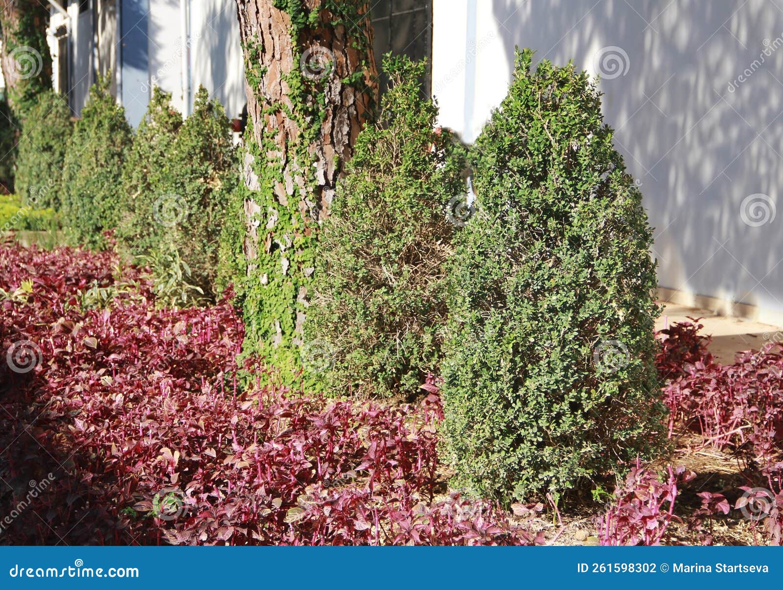 Landscape Design of the Park of Green Shrubs Trimmed in the Shape of a ...